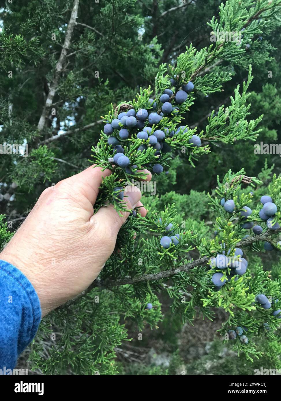 Ashe juniper (Juniperus ashei) Plantae Stock Photo - Alamy