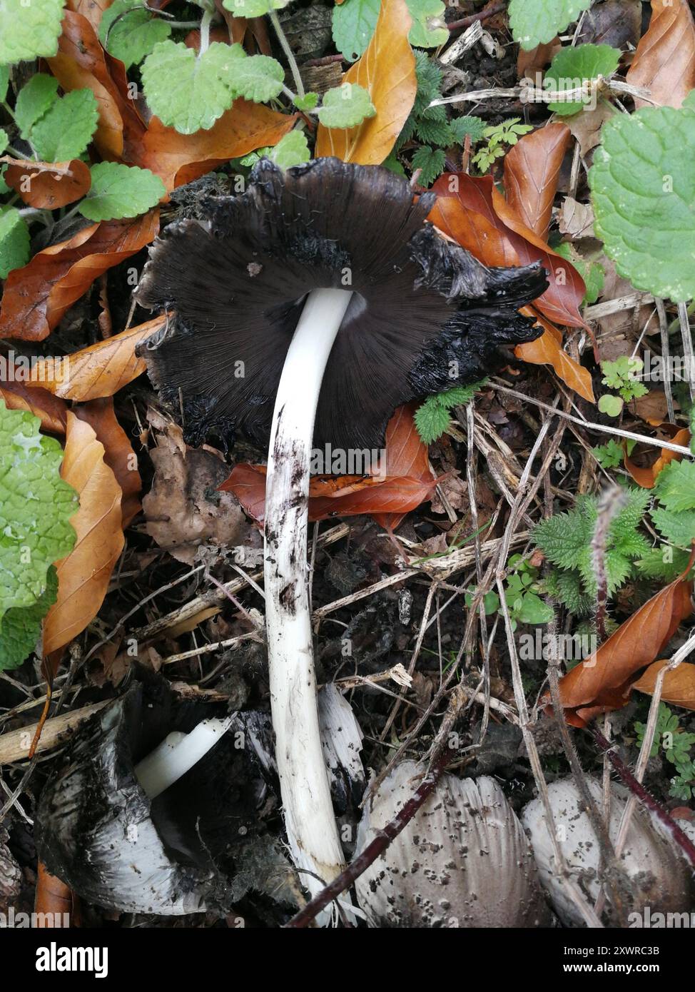 Common Ink Cap (Coprinopsis atramentaria) Fungi Stock Photo - Alamy