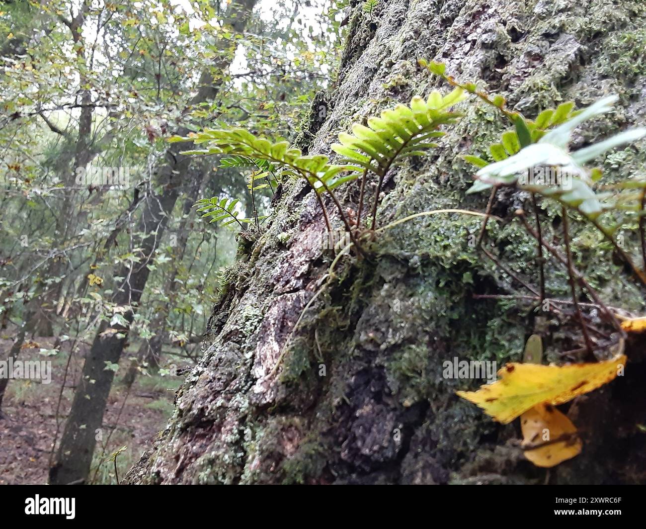 resurrection fern (Pleopeltis michauxiana) Plantae Stock Photo - Alamy