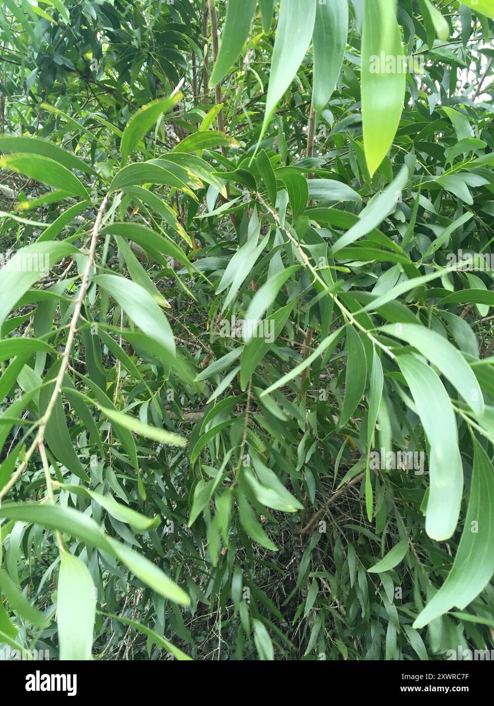 Acacia auriculiformis hi-res stock photography and images - Alamy