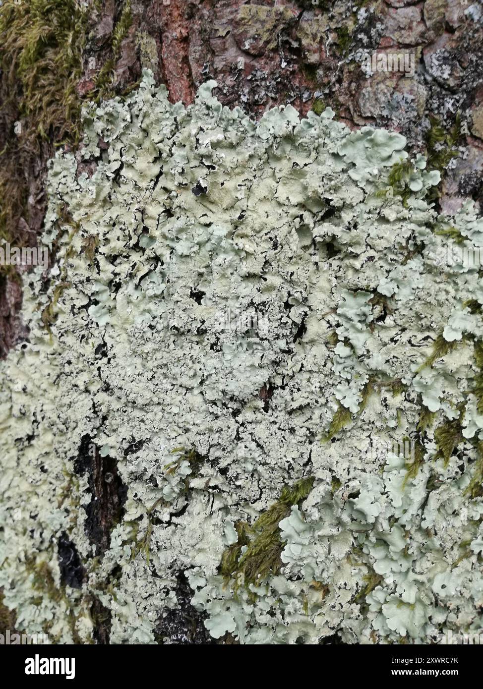 common greenshield lichen (Flavoparmelia caperata) Fungi Stock Photo ...
