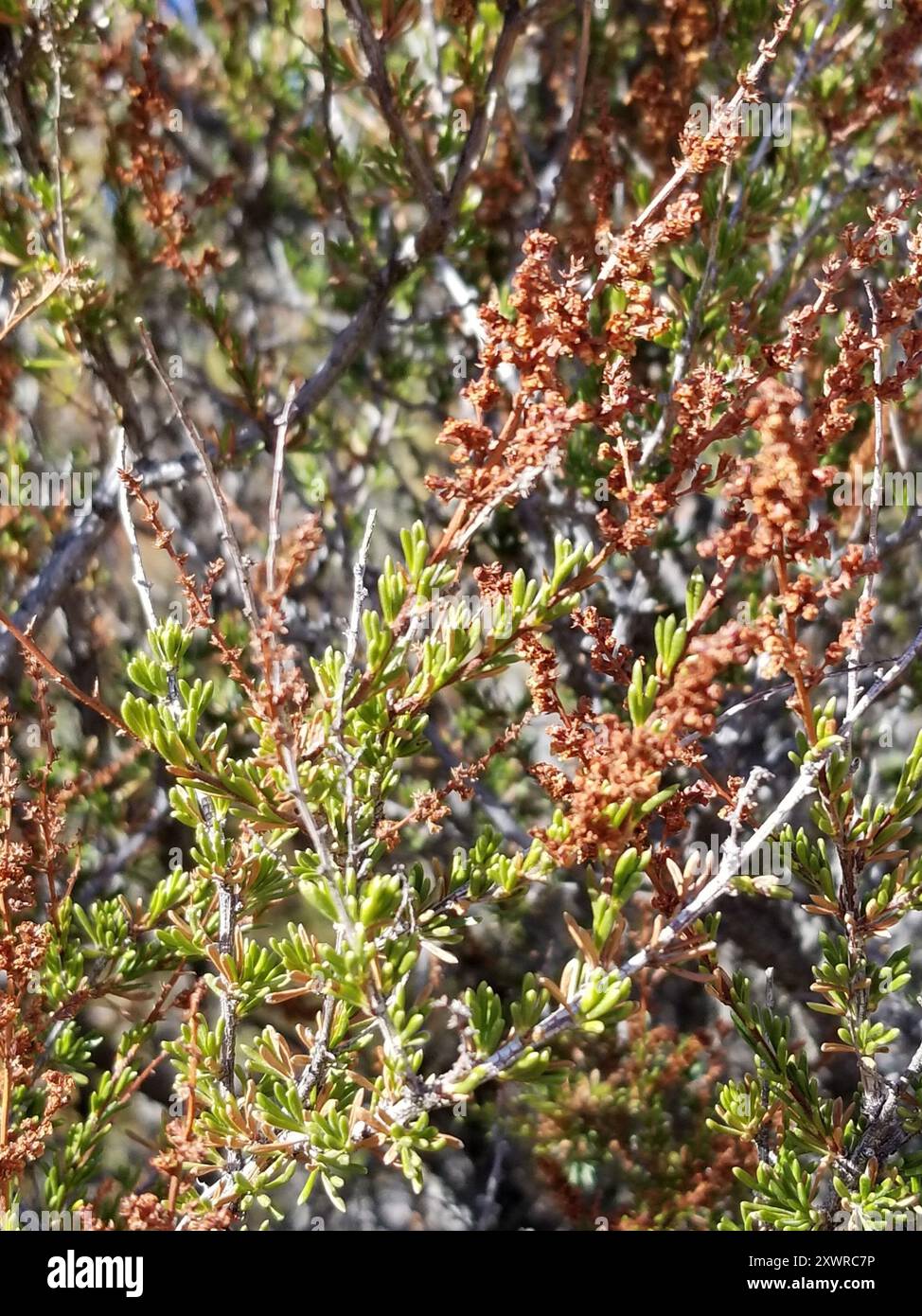 chamise (Adenostoma fasciculatum) Plantae Stock Photo - Alamy