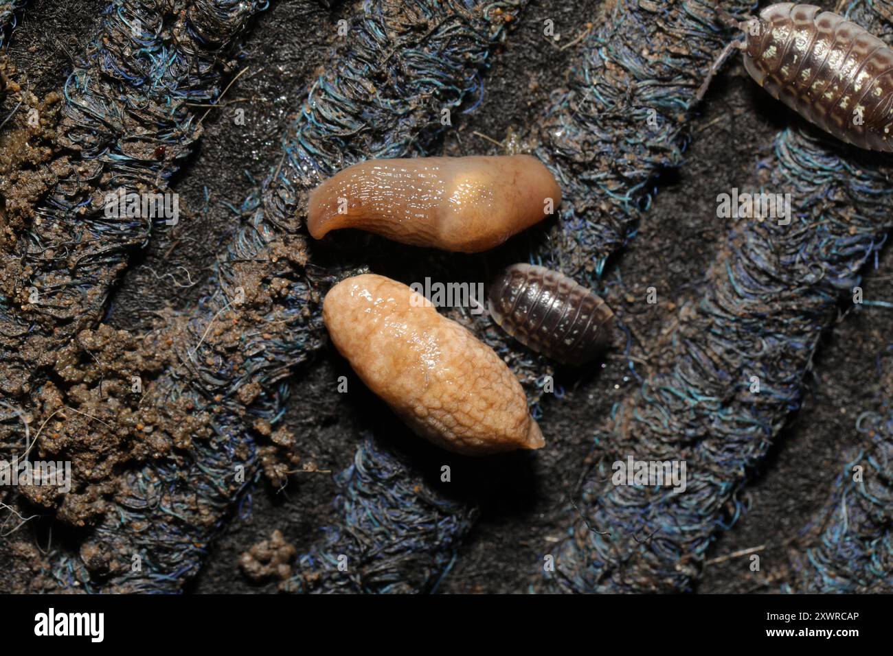 Milky Slug (Deroceras reticulatum) Mollusca Stock Photo - Alamy