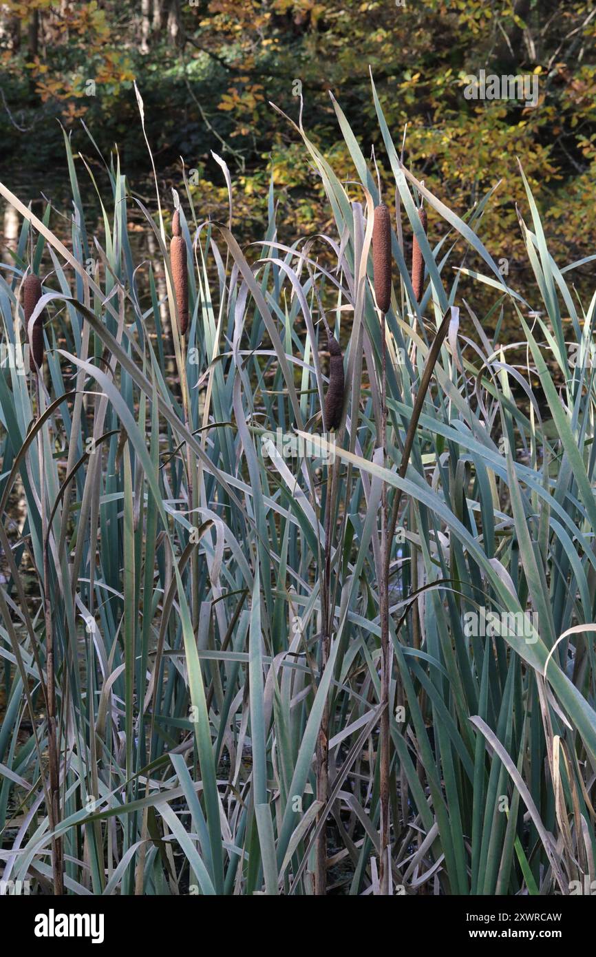 broadleaf cattail (Typha latifolia) Plantae Stock Photo - Alamy