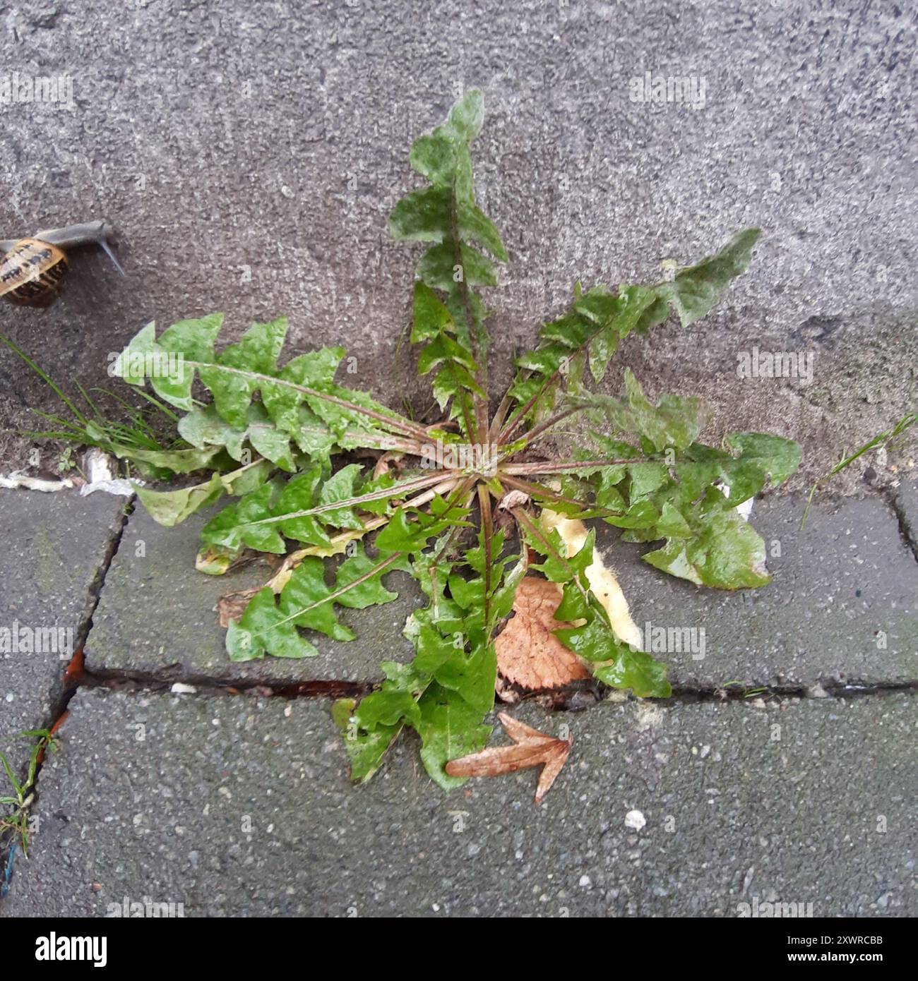 common dandelion (Taraxacum officinale) Plantae Stock Photo - Alamy