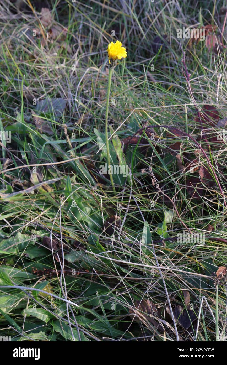 Rough Hawkbit (Leontodon hispidus) Plantae Stock Photo - Alamy