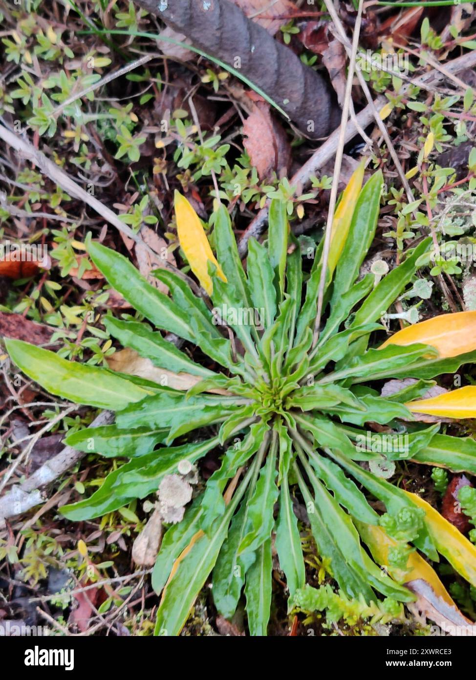 flowering plants (Angiospermae) Plantae Stock Photo - Alamy