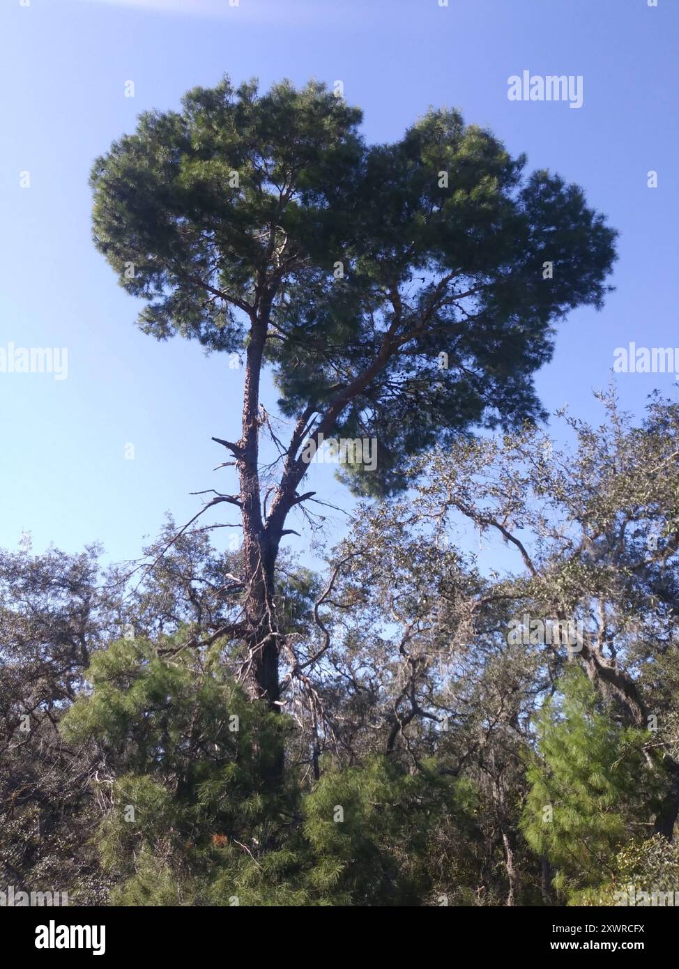 sand pine (Pinus clausa) Plantae Stock Photo - Alamy