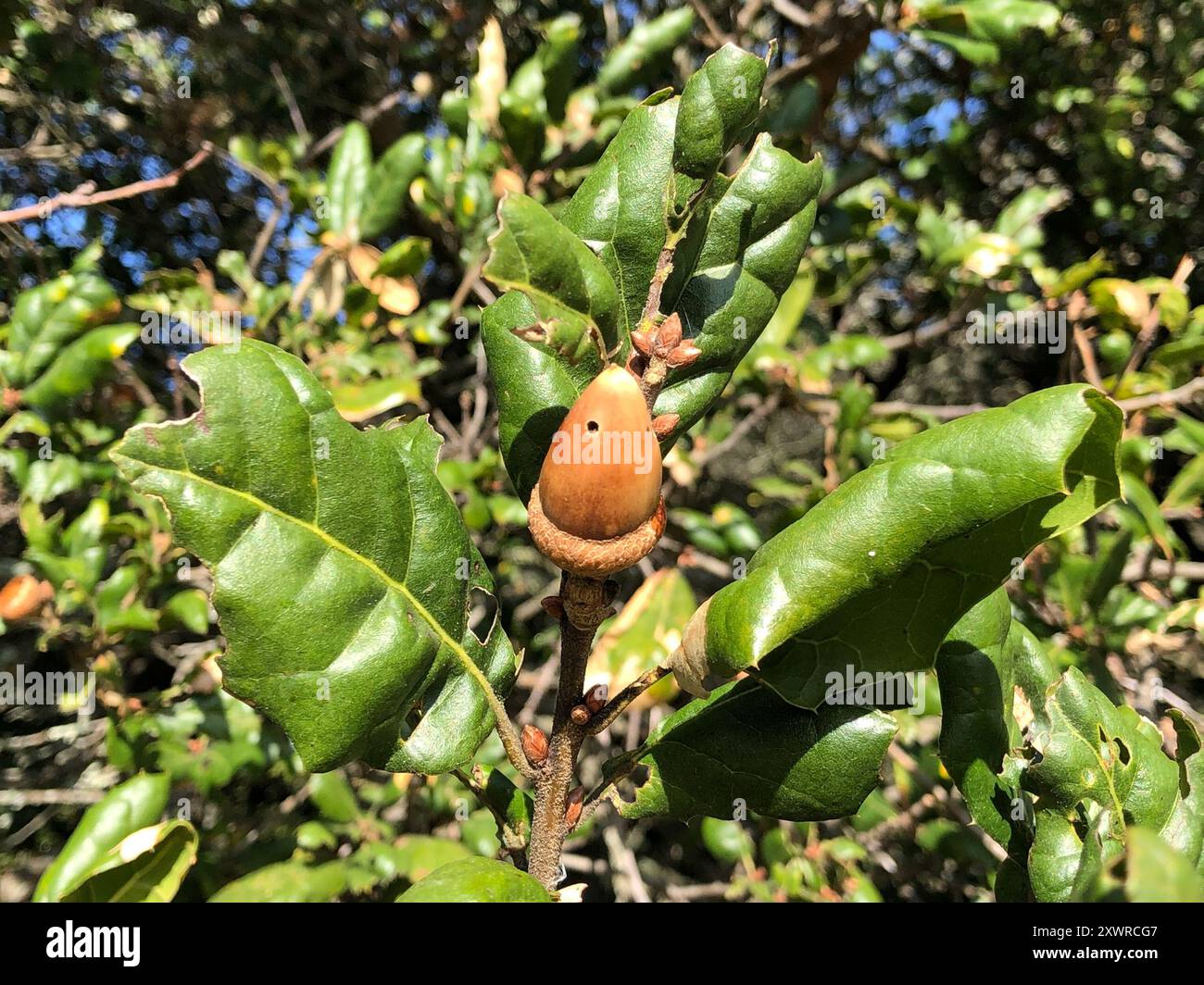 coast live oak (Quercus agrifolia) Plantae Stock Photo - Alamy