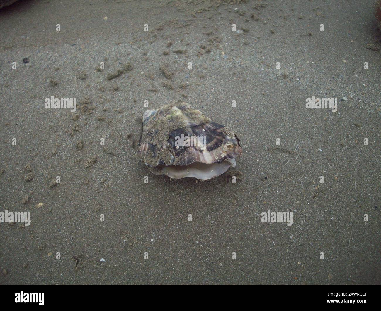 Pacific Oyster (Magallana gigas) Mollusca Stock Photo - Alamy