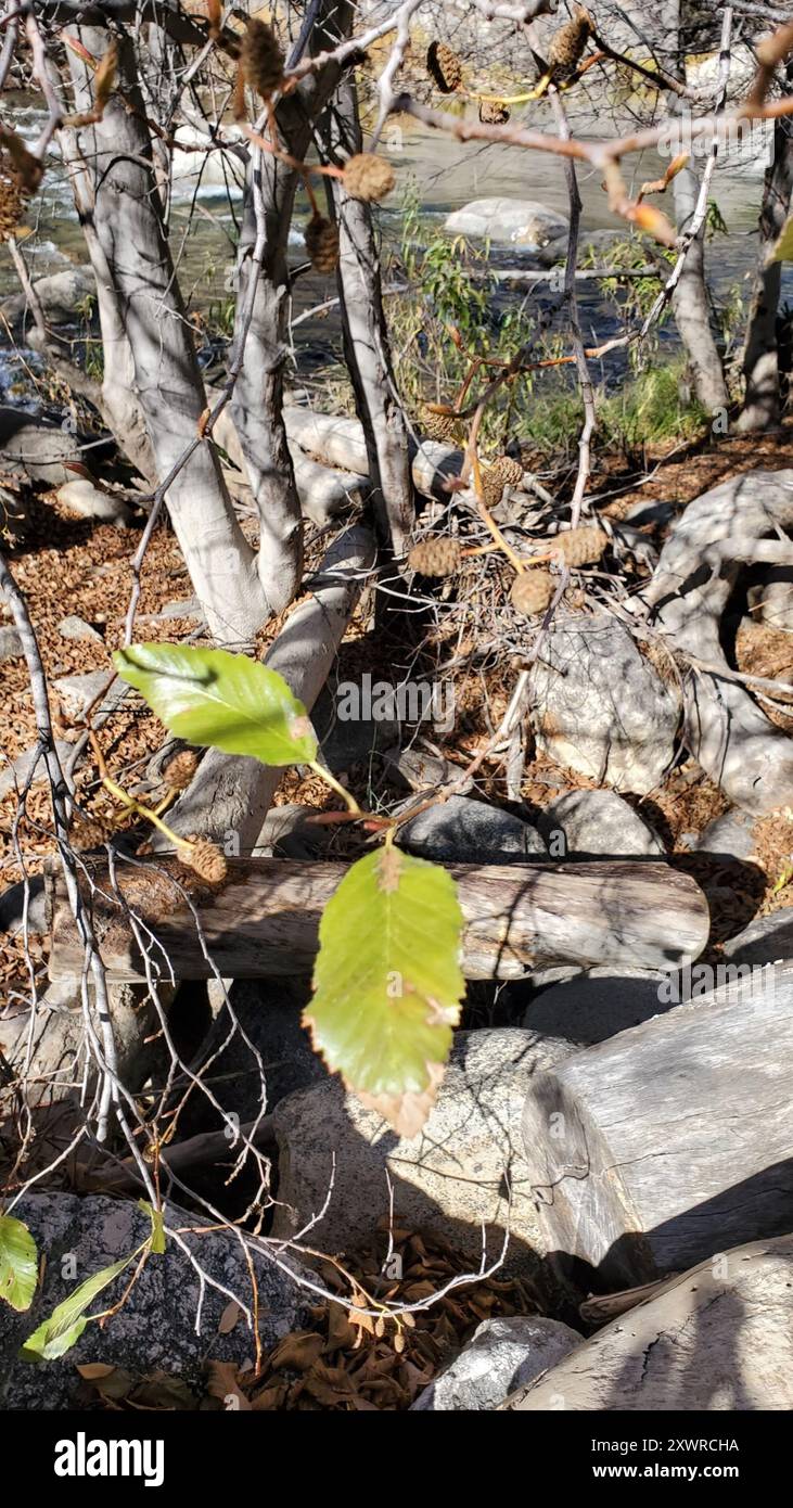 white alder (Alnus rhombifolia) Plantae Stock Photo - Alamy