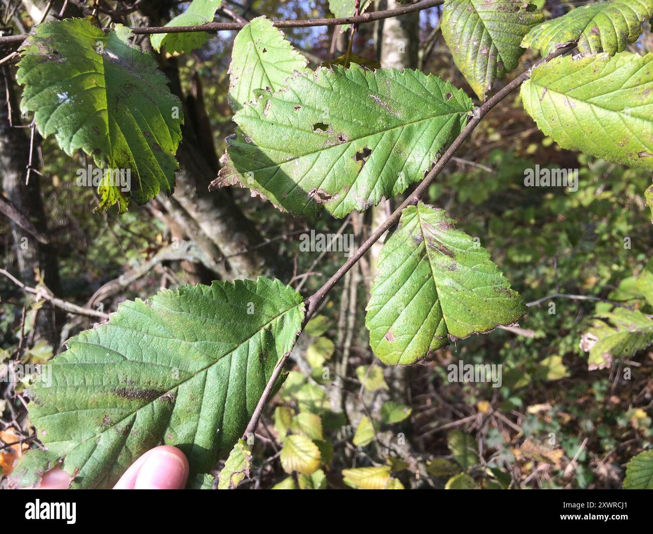 Wych Elm (Ulmus glabra) Plantae Stock Photo - Alamy