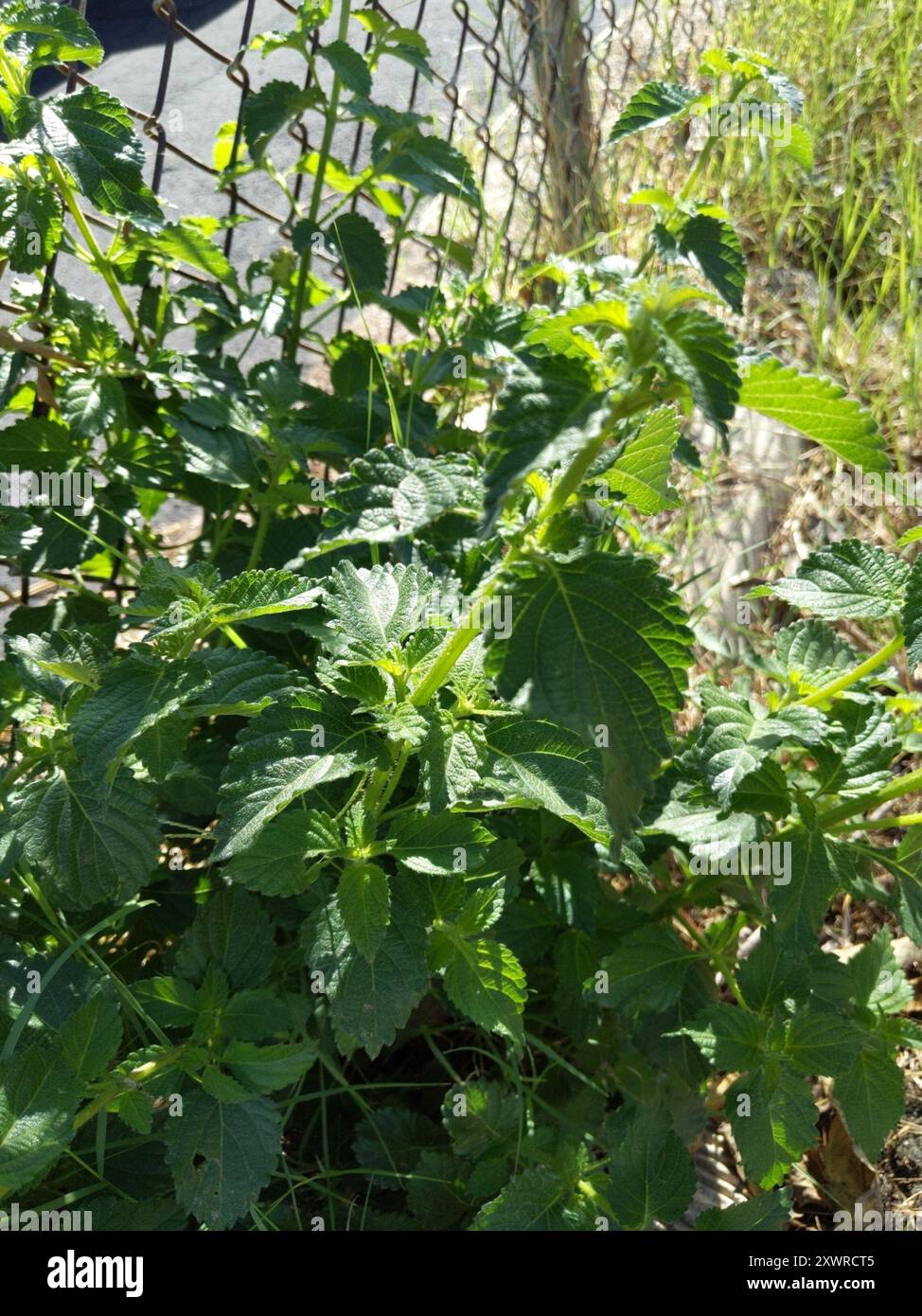 Dwarf Nettle (Urtica urens) Plantae Stock Photo - Alamy