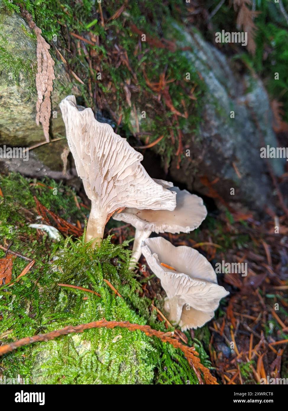 Fragrant Funnel (Clitocybe fragrans) Fungi Stock Photo - Alamy