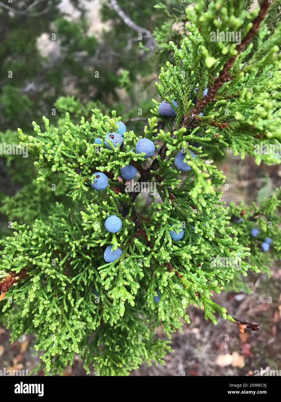 Ashe juniper (Juniperus ashei) Plantae Stock Photo - Alamy