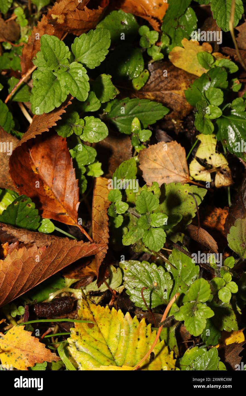 Wood Speedwell (Veronica montana) Plantae Stock Photo - Alamy