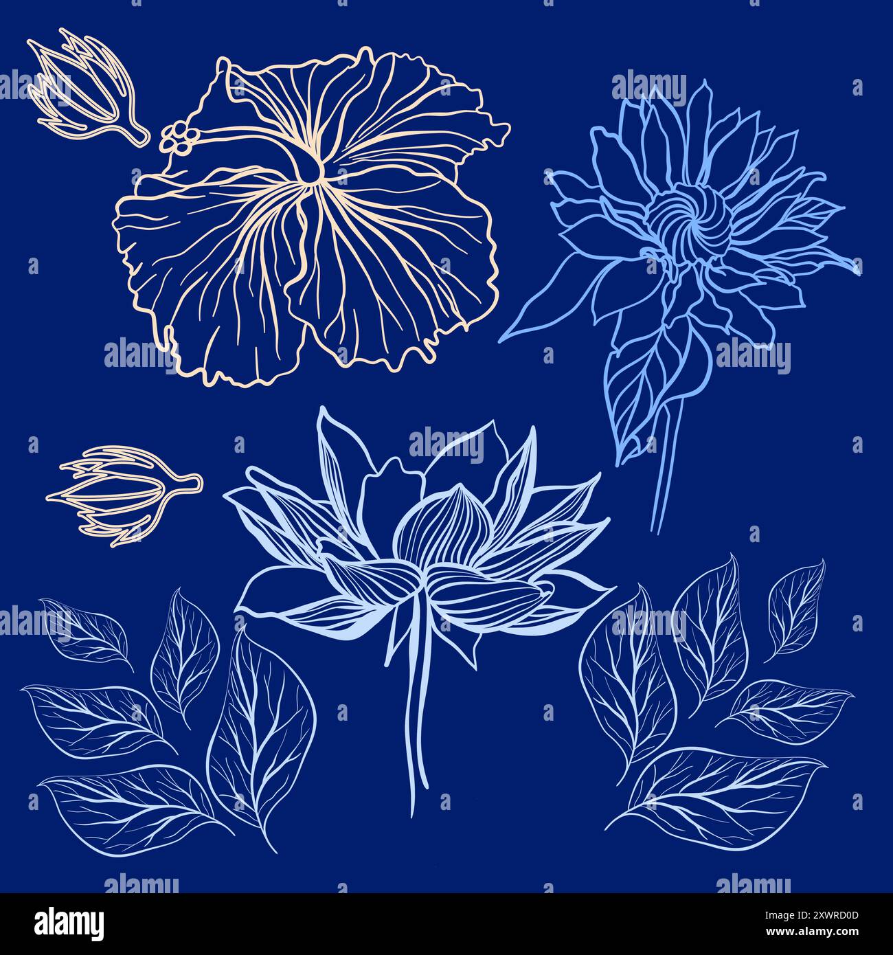 White lotus flowers set Stock Vector Images - Alamy