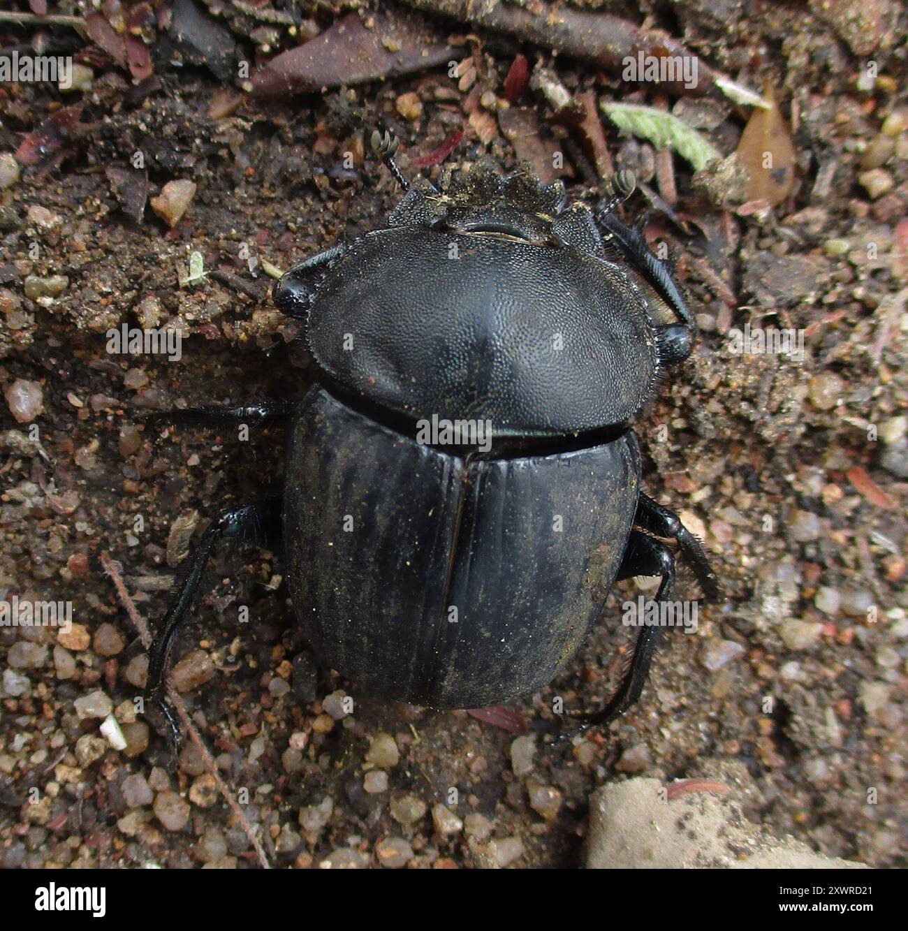 Copper dung beetle hi-res stock photography and images - Alamy