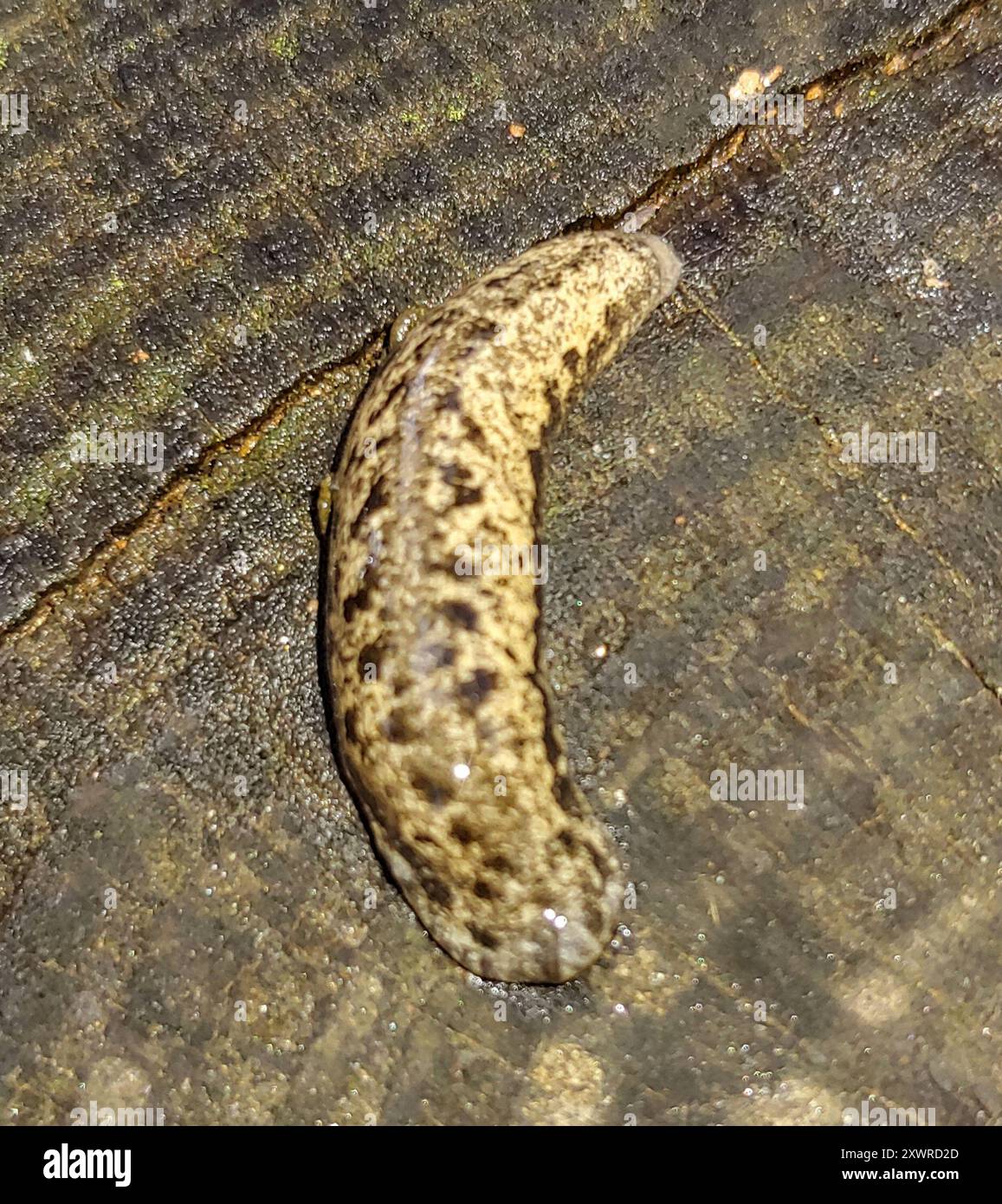 Megapallifera hi-res stock photography and images - Alamy