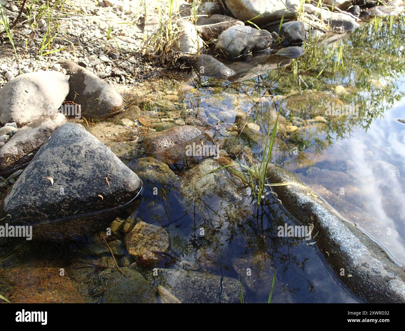 Western Pearlshell (Margaritifera falcata) Mollusca Stock Photo - Alamy