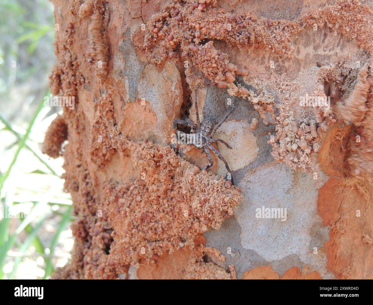 Isopeda hi-res stock photography and images - Alamy