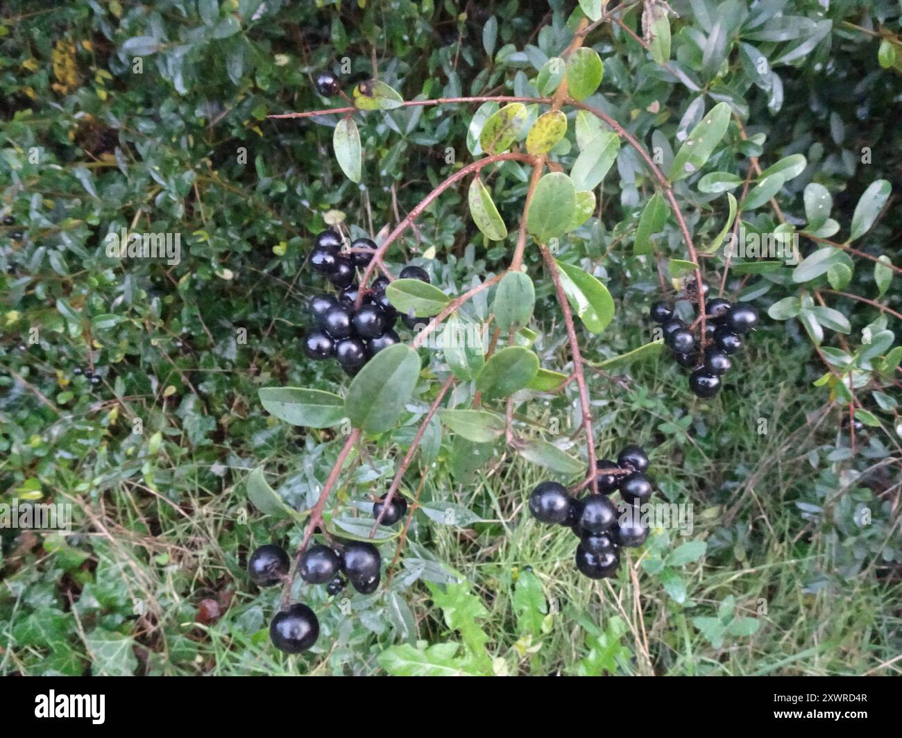 Common Privet (Ligustrum vulgare) Plantae Stock Photo - Alamy