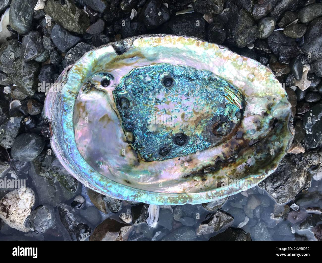 Red Abalone (Haliotis rufescens) Mollusca Stock Photo - Alamy