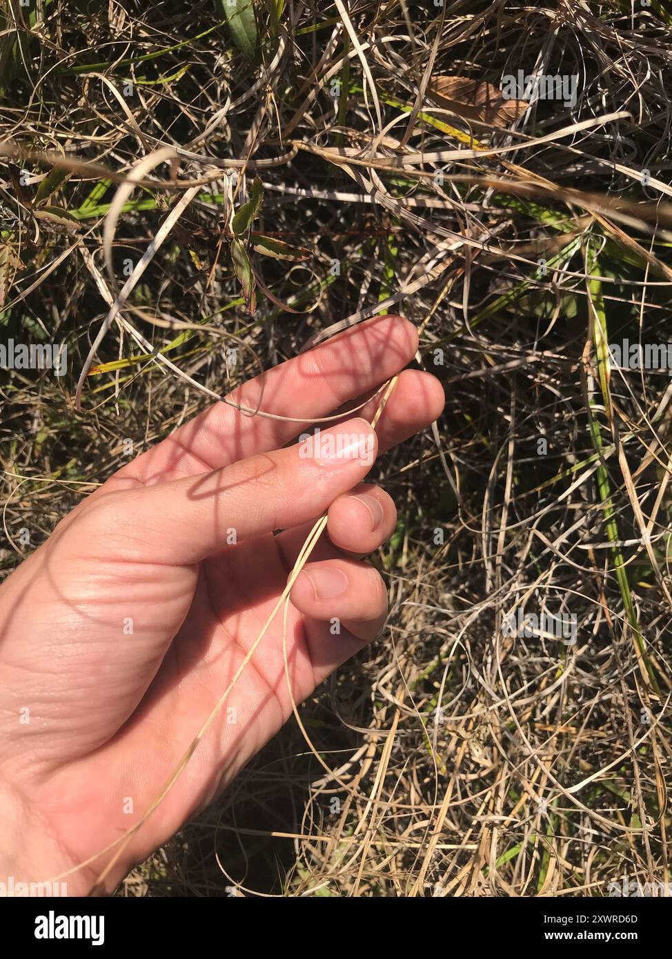 Arrowfeather Threeawn (Aristida purpurascens) Plantae Stock Photo - Alamy