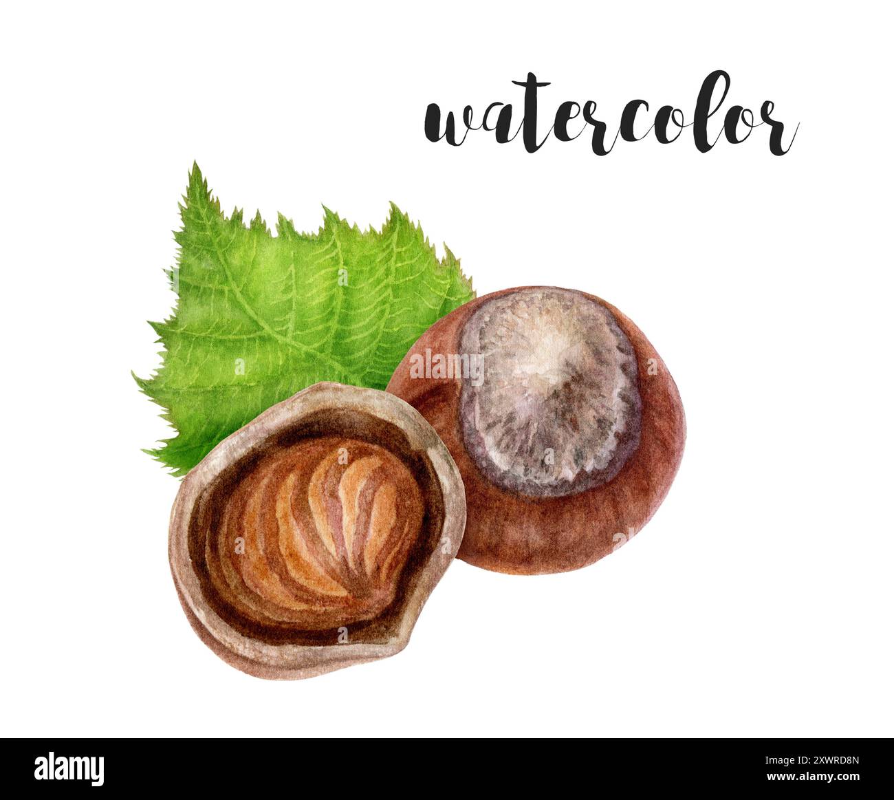 Realistic Watercolor Hazelnuts and Leaves Illustration for Food and ...