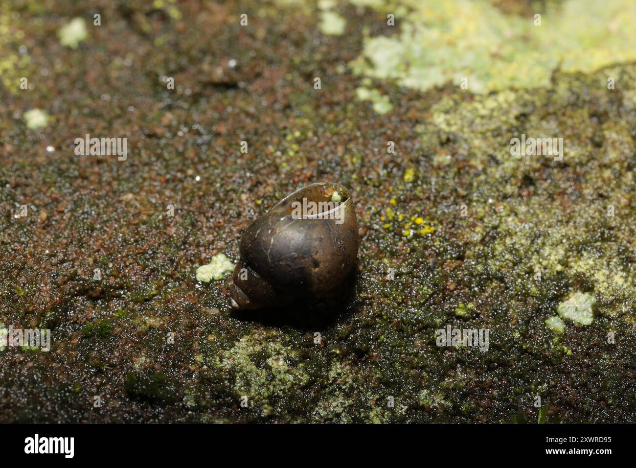 Mud Bithynia (Bithynia tentaculata) Mollusca Stock Photo - Alamy