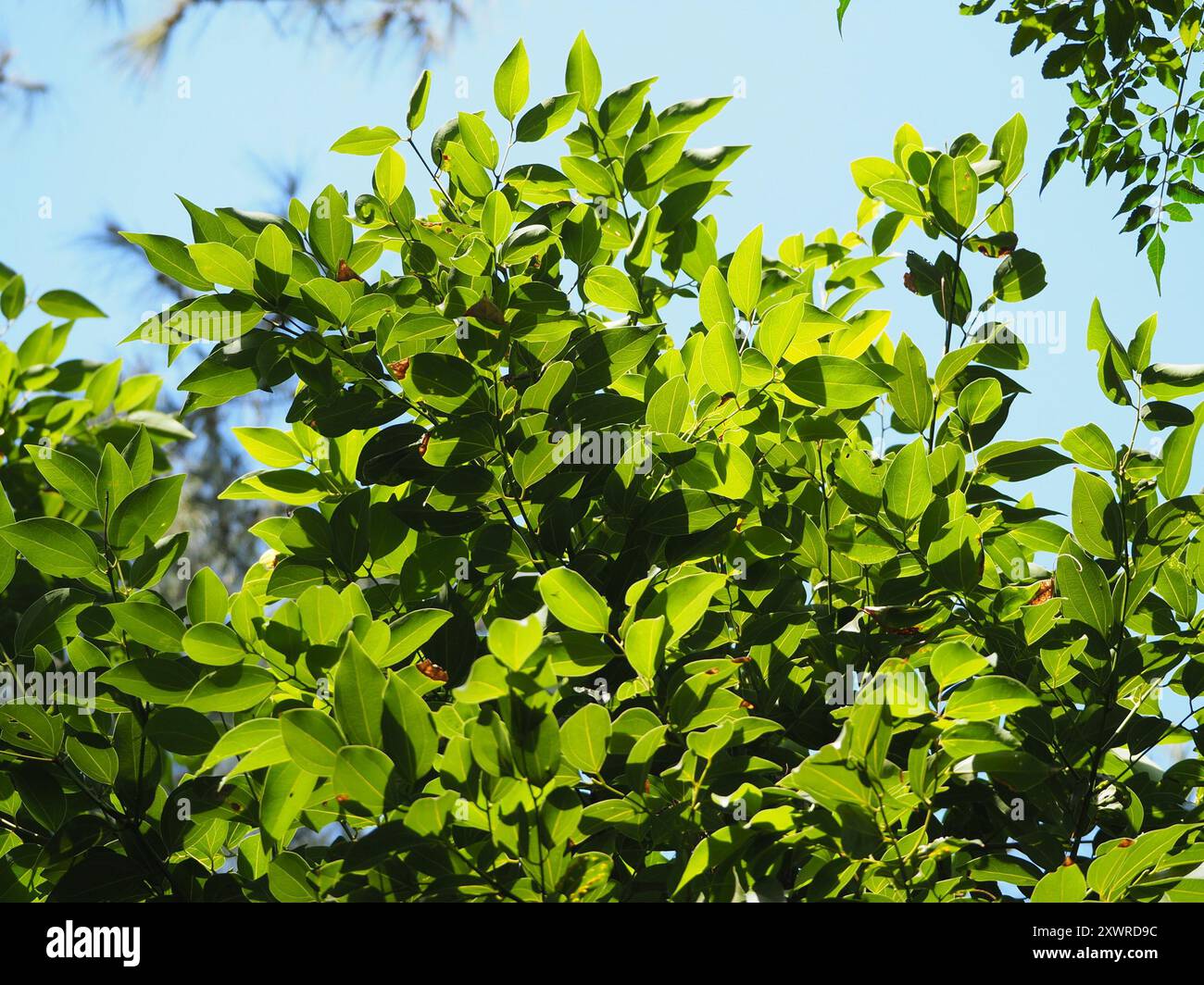 Cinnamon tree (Cinnamomum burmanni) Plantae Stock Photo - Alamy