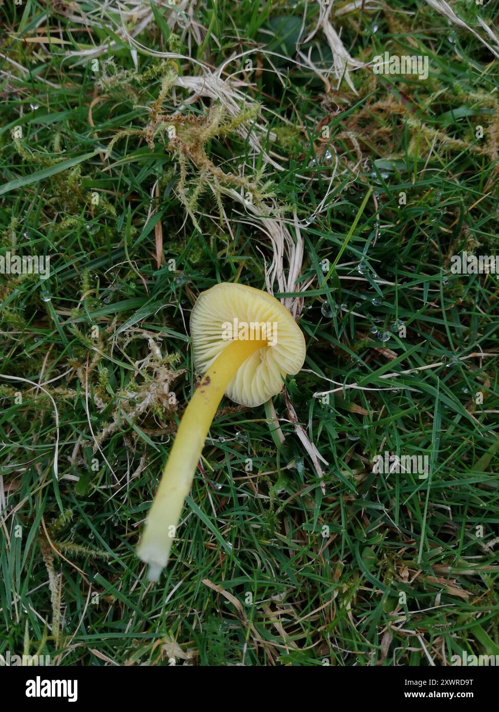 Hygrocybe chlorophana fungi hi-res stock photography and images - Alamy