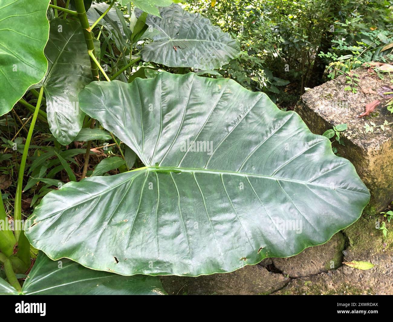 giant taro (Alocasia macrorrhizos) Plantae Stock Photo - Alamy
