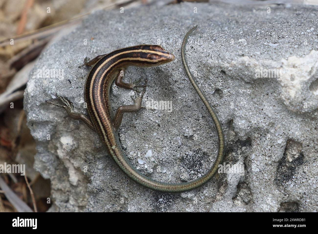 Copper tailed skink hi-res stock photography and images - Alamy