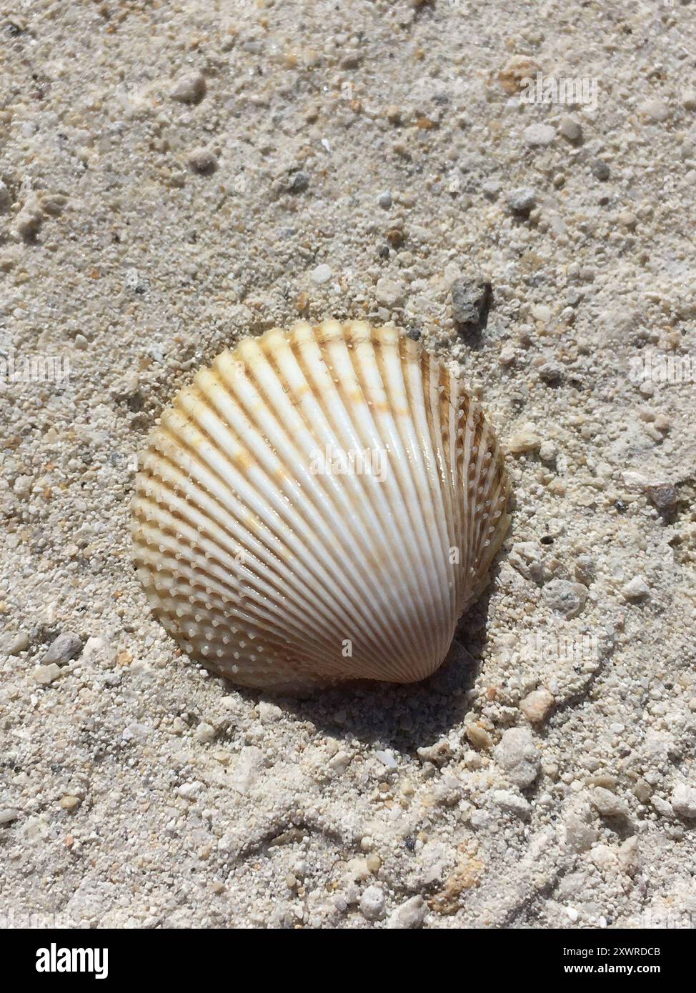 Yellow Prickly Cockle (Dallocardia muricata) Mollusca Stock Photo - Alamy