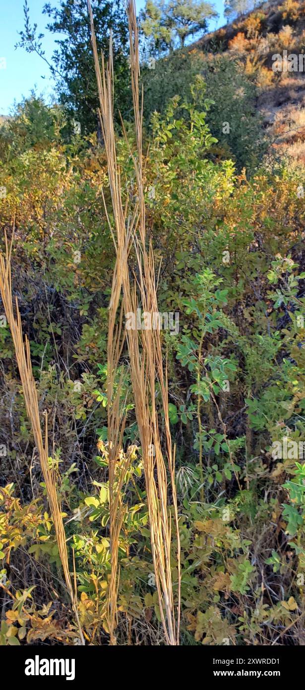 Tower Mustard (Turritis glabra) Plantae Stock Photo - Alamy