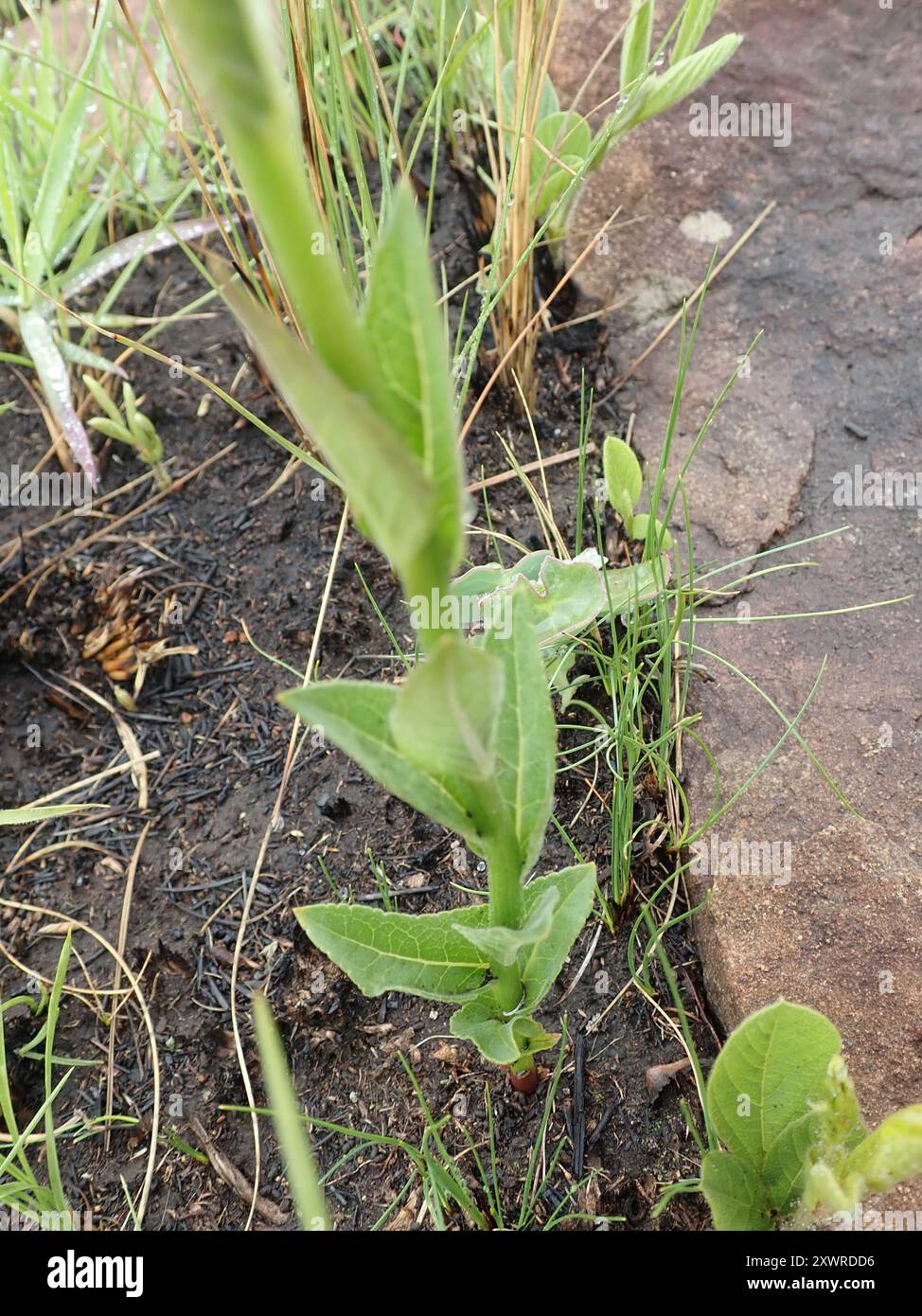 Tall Baroe (Cyphia elata) Plantae Stock Photo - Alamy