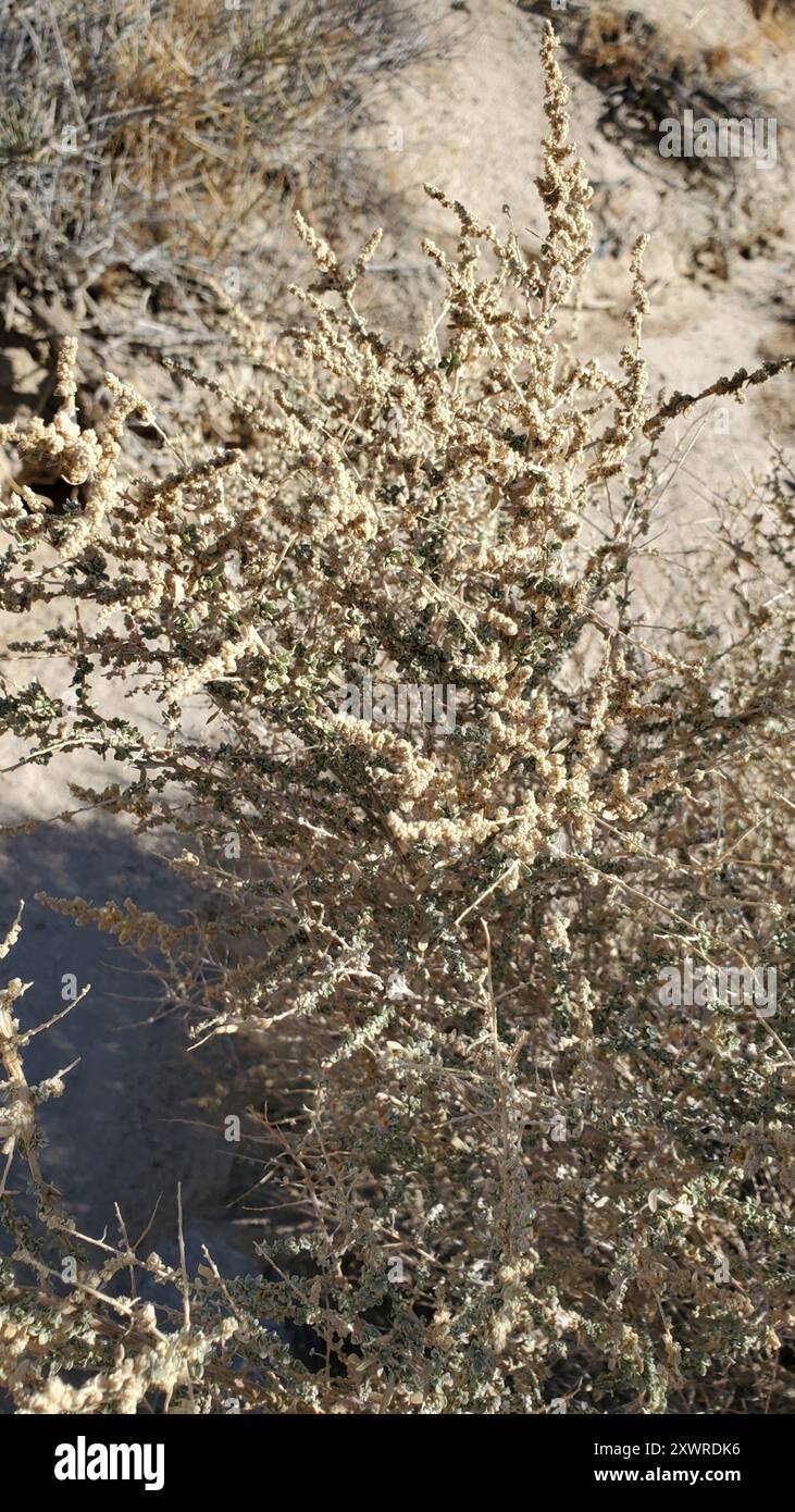 Cattle Saltbush (Atriplex polycarpa) Plantae Stock Photo - Alamy