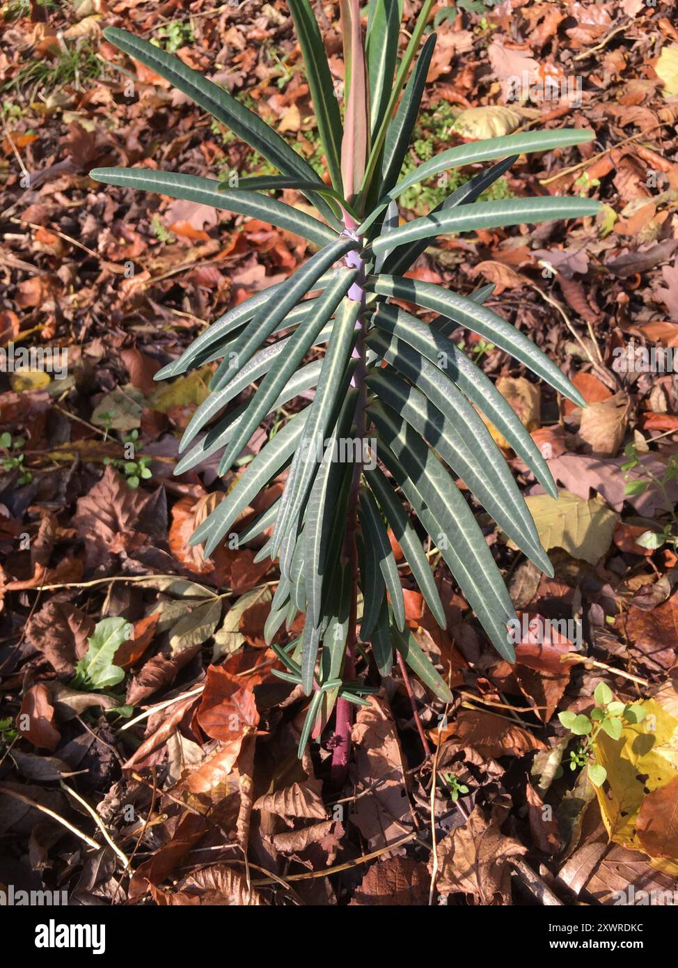 caper spurge (Euphorbia lathyris) Plantae Stock Photo - Alamy