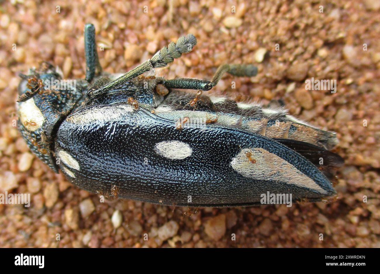 Yellow Fire Ant (Solenopsis punctaticeps) Insecta Stock Photo - Alamy