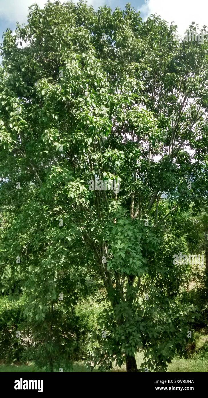 Genip (Melicoccus bijugatus) Plantae Stock Photo - Alamy