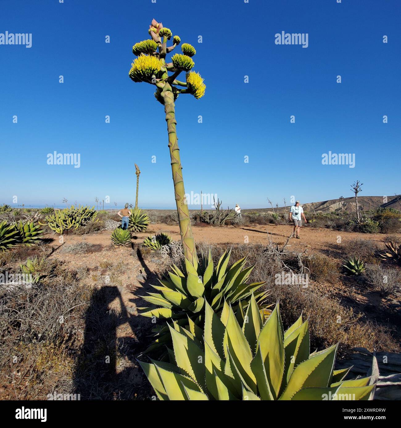 Shaw's Agave (Agave shawii) Plantae Stock Photo - Alamy