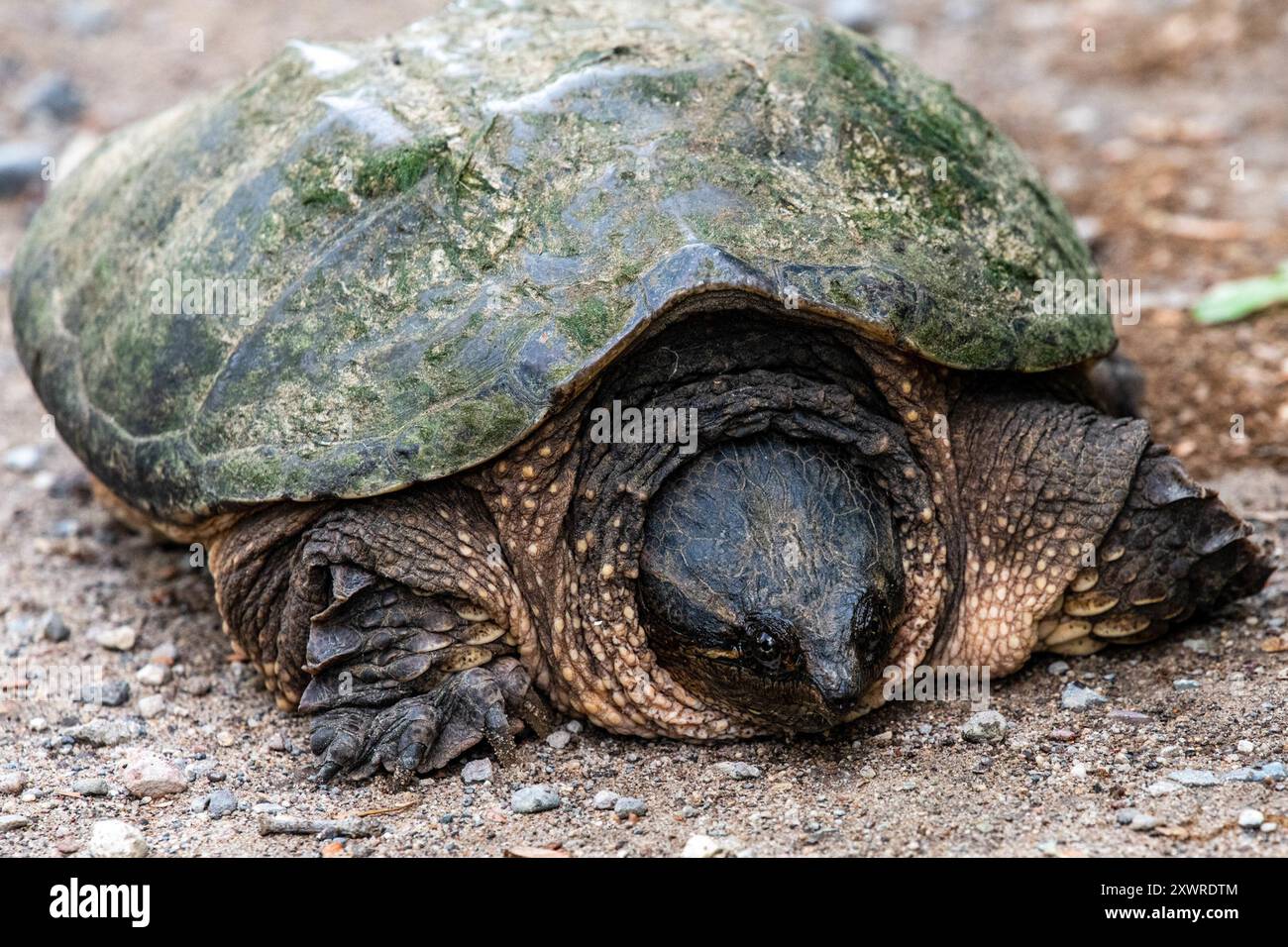 Common Snapping Turtle (Chelydra serpentina) Reptilia Stock Photo - Alamy