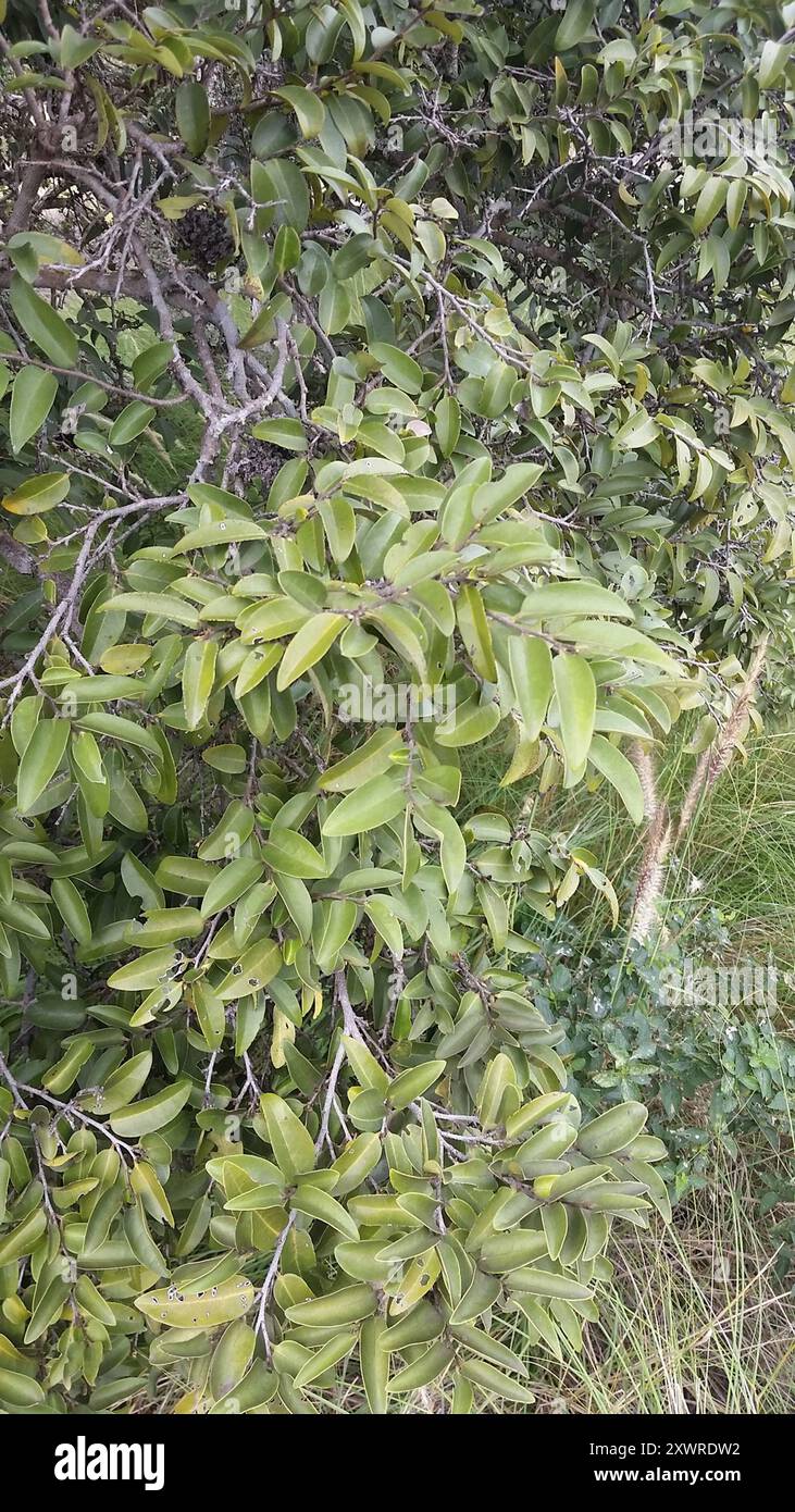 Lama (Diospyros sandwicensis) Plantae Stock Photo - Alamy