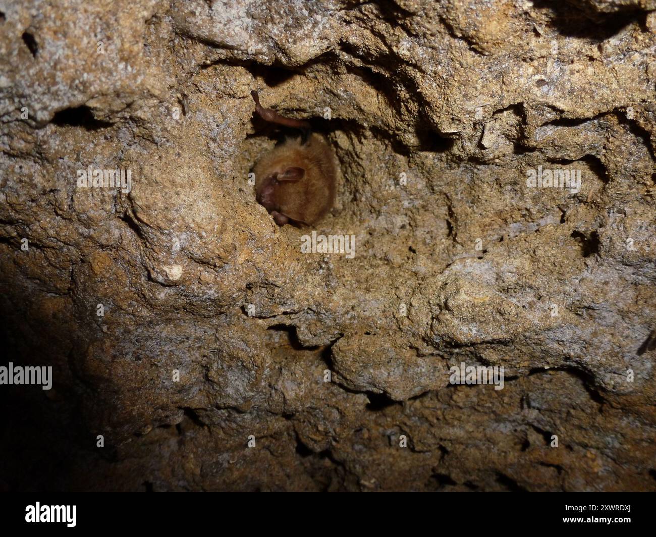 Tricolored Bat (Perimyotis subflavus) Mammalia Stock Photo - Alamy