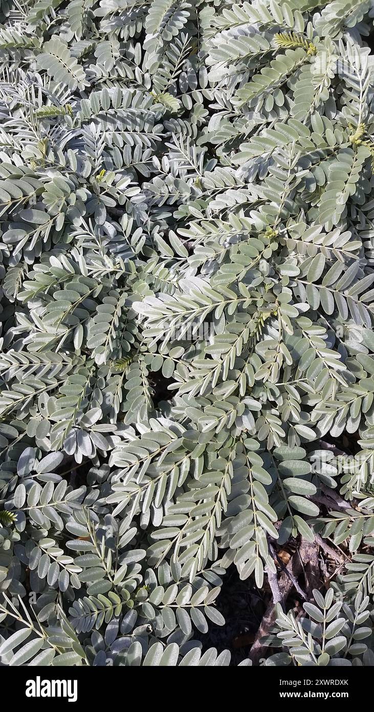 Sesbania tomentosa hi-res stock photography and images - Alamy