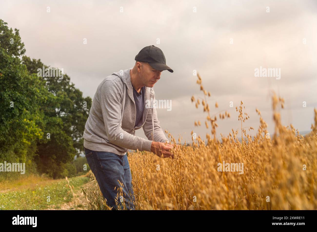 Farmer checking his crop of oats before harvesting Stock Photo - Alamy