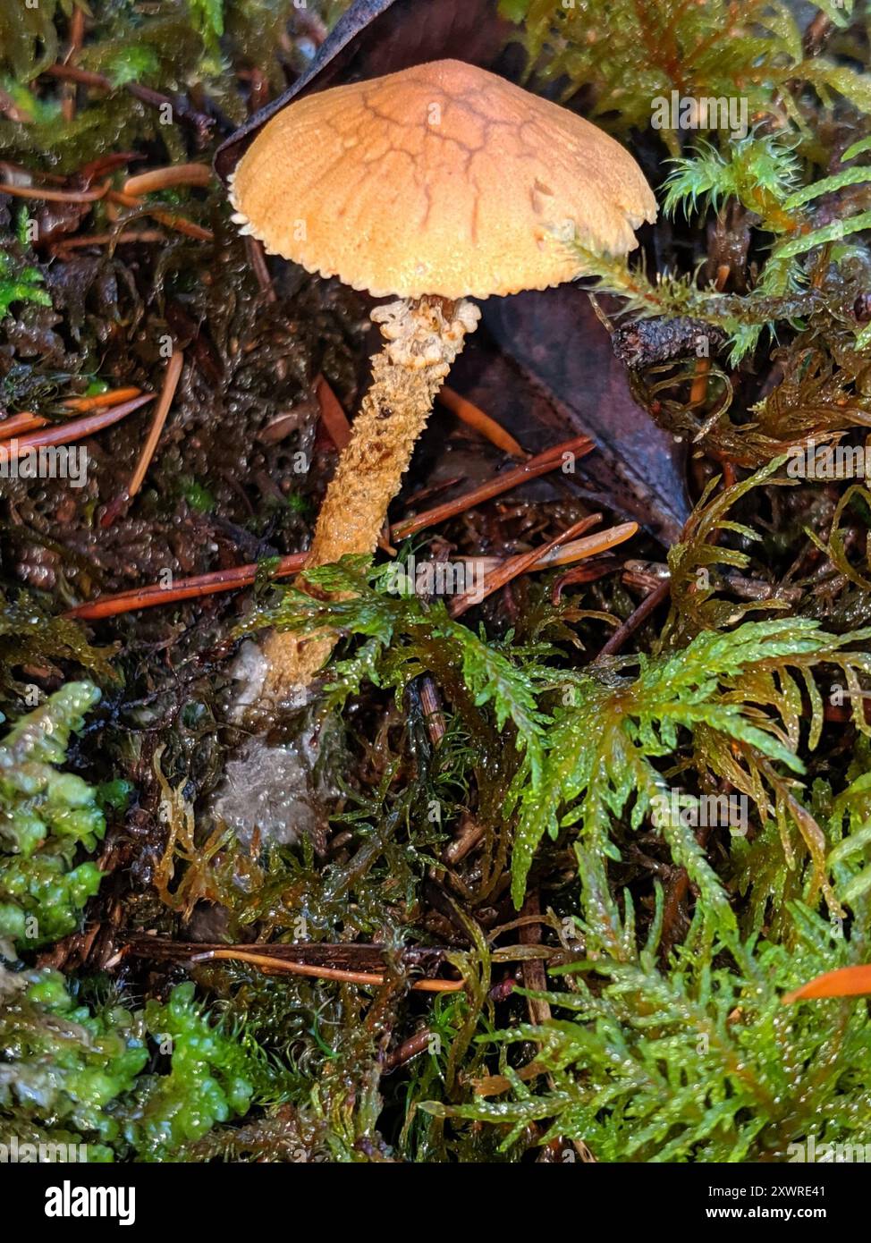 Powdercaps (Cystoderma) Fungi Stock Photo - Alamy