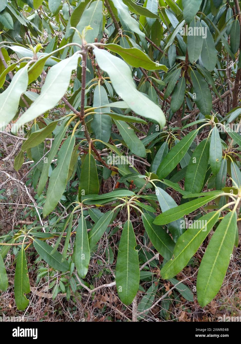 great rhododendron (Rhododendron maximum) Plantae Stock Photo - Alamy