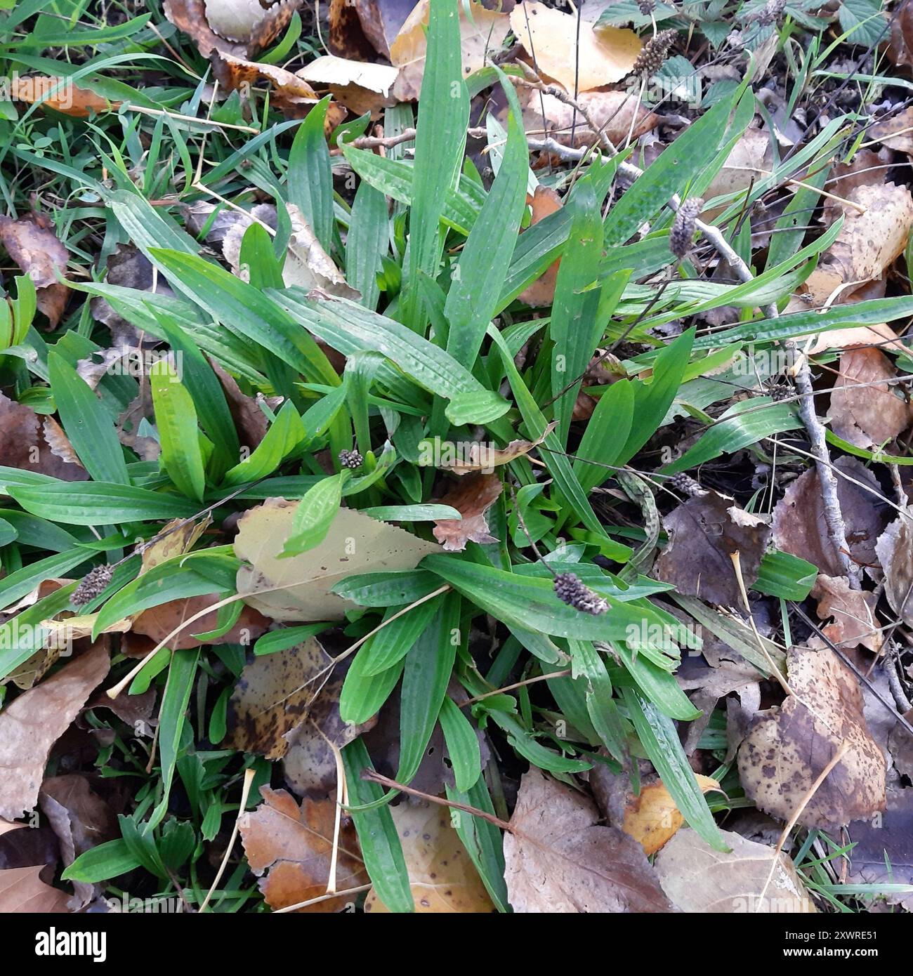 ribwort plantain (Plantago lanceolata) Plantae Stock Photo - Alamy